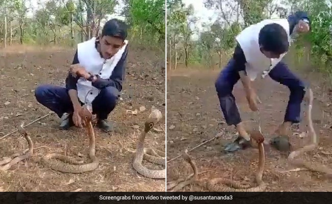 Viral Video: Karnataka Man's Stunt With 3 Cobras Ends Badly