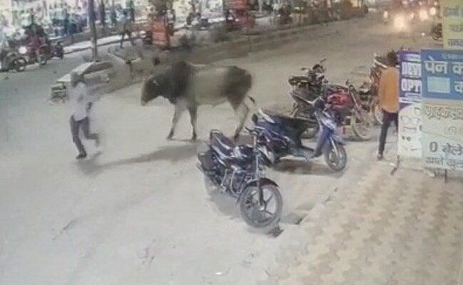 Video: Delhi Cop Attacked By Bull While On Duty