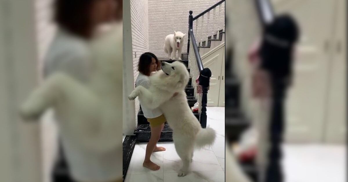 Scaredy Dogs: 6 Funny Videos