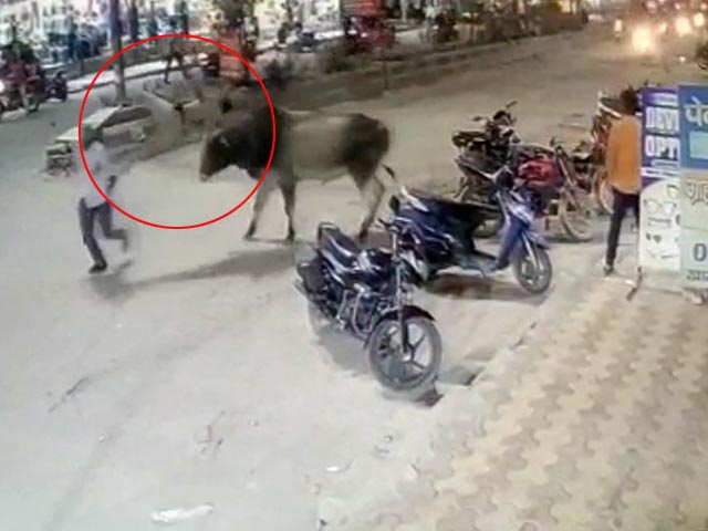 Delhi Cop Attacked By Bull While On Duty