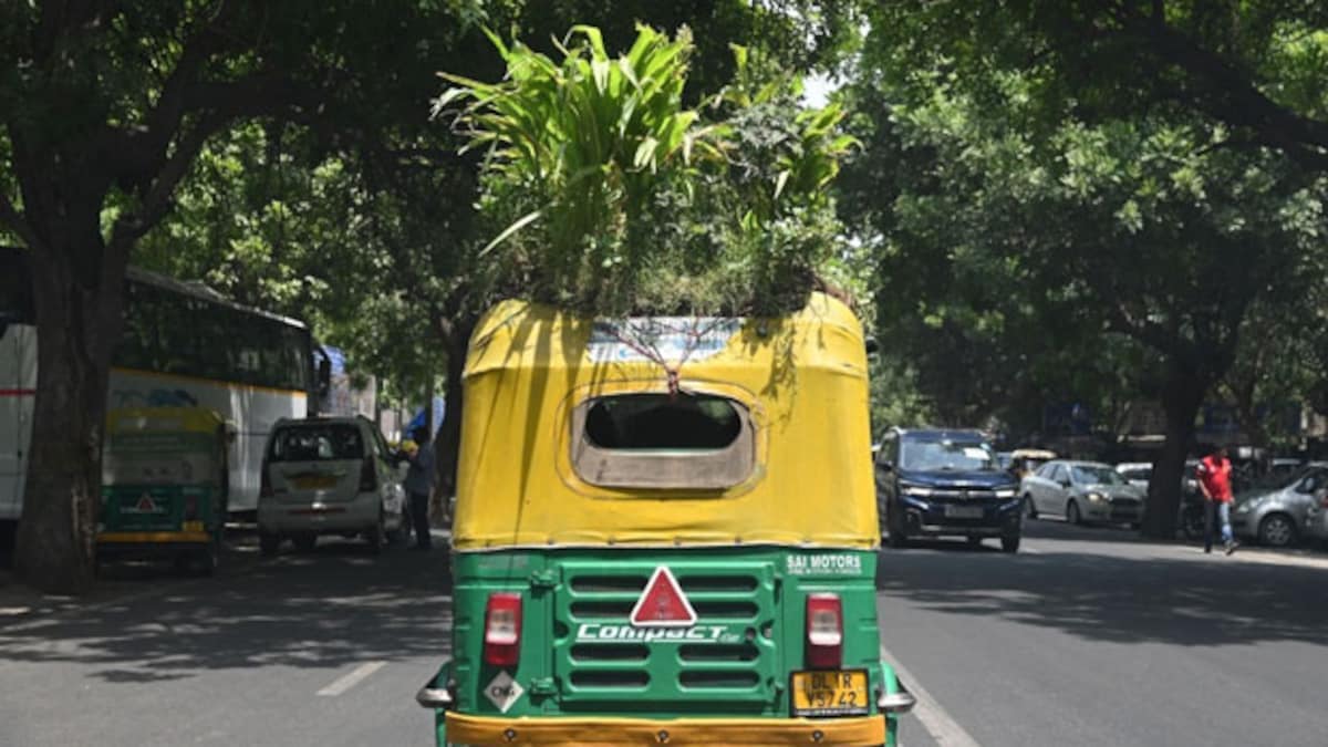 Delhi Auto Driver Creates Vegetable Garden On Roof, Wins Praise - NDTV Food