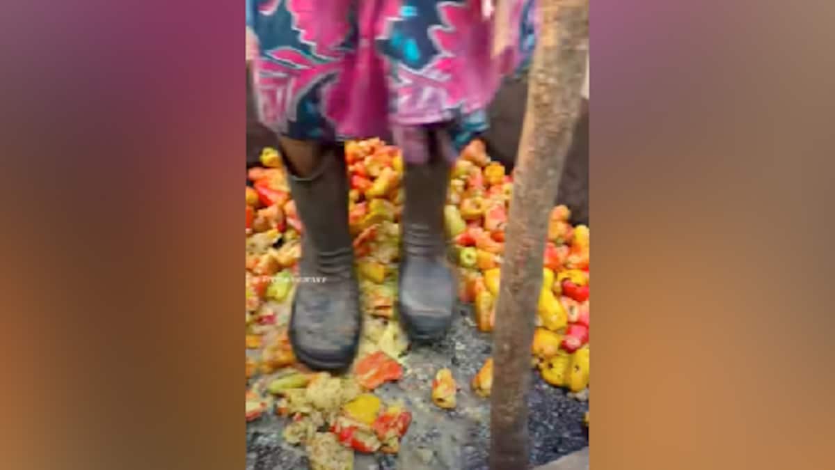 Viral Video Shows How Goan Feni Is Made; Watch The Mind-Blowing Process ...