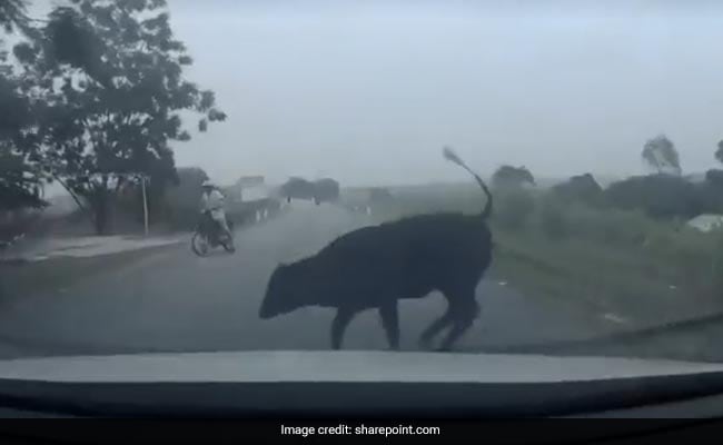 Viral Video: Cow Crossing Road Hit By Car, Launched Into Air