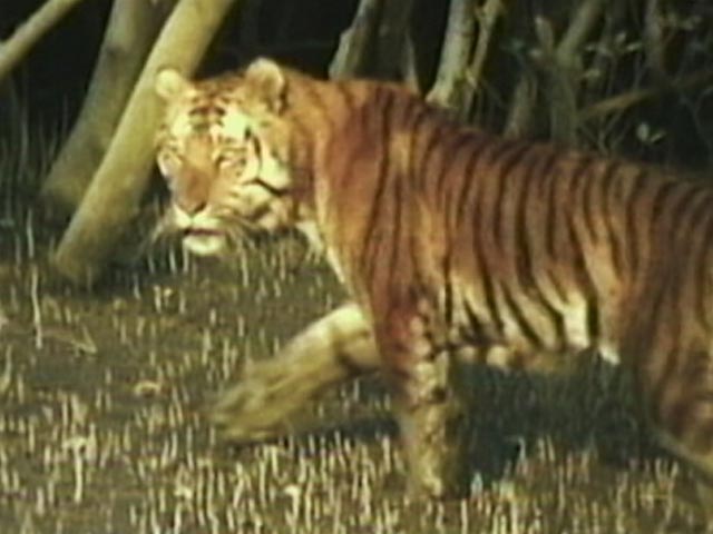 Livelihood VS Human-Tiger Conflict, A Constant Struggle Of The People ...