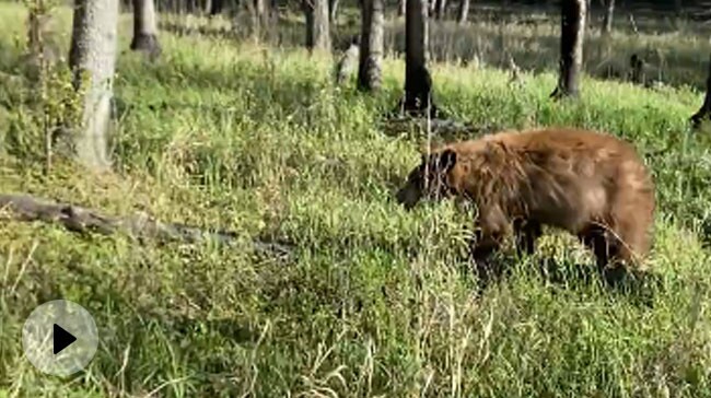 Scary Video Captures How Man Escaped Bear During Encounter