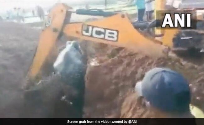 Watch: Elephant Rescued Using Excavator, Internet Says "Bravo"