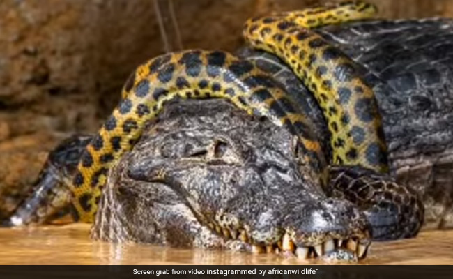 Giant Anaconda Eating Crocodile IN PICS: Giant Anaconda Crushes