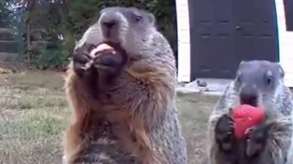 groundhog eating