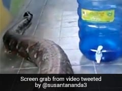 Woman Whose Car Was "Running Strangely" Finds Huge Python Under Hood