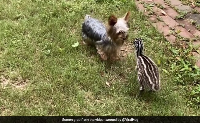 Viral Video: Baby Emu Plays Happily With Dog Without Any Fear