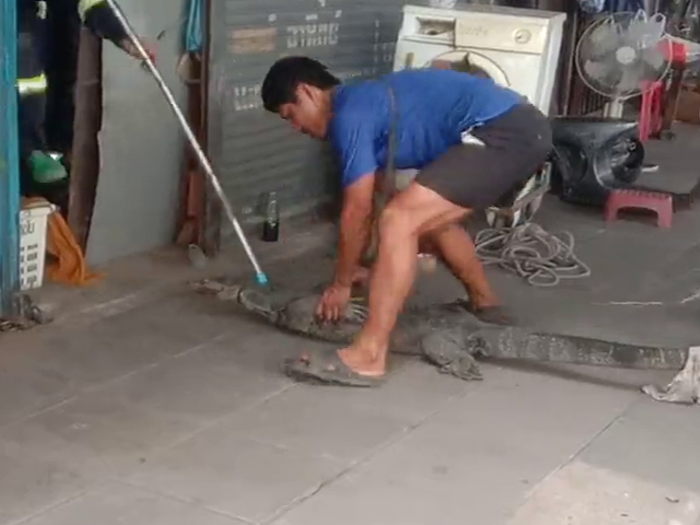 Man Removes Huge Monitor Lizard From Room After Quite A Struggle