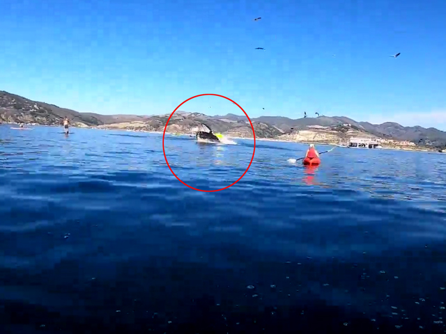 Watch: Whale Nearly Swallows Kayakers. Old Video Goes Viral Again