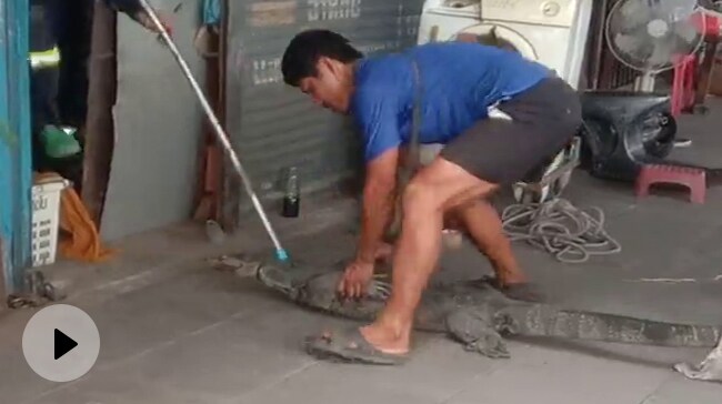 Man Removes Huge Monitor Lizard From Room After Quite A Struggle