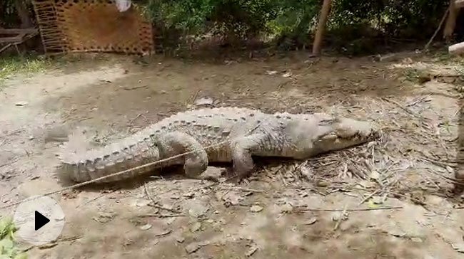 Video: Crocodile Wanders Into Residential Area In Madhya Pradesh