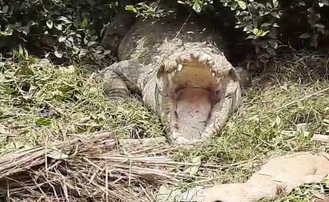 Video: Crocodile Wanders Into Residential Area In Madhya Pradesh
