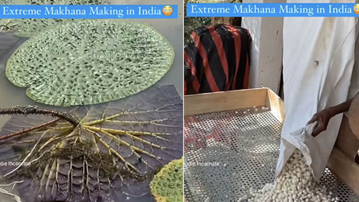 Ever Wondered How Makhanas Are Made- Watch Viral Video - NDTV Food