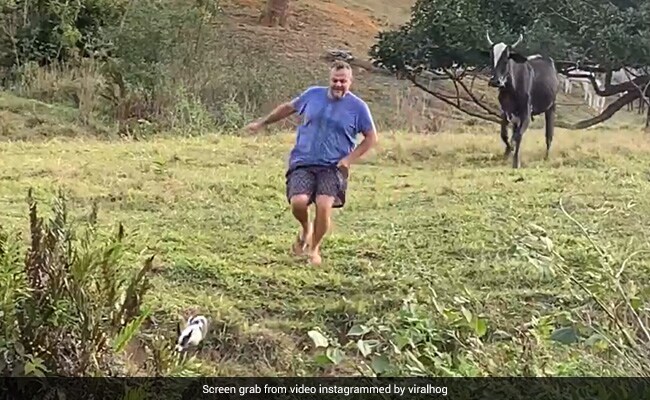 Watch: Man Slips And Falls Into Pond While Escaping Charging Cattle