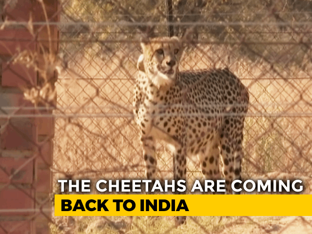 Cheetahs To Arrive In India For PM Modi's Birthday, He Will Welcome Them