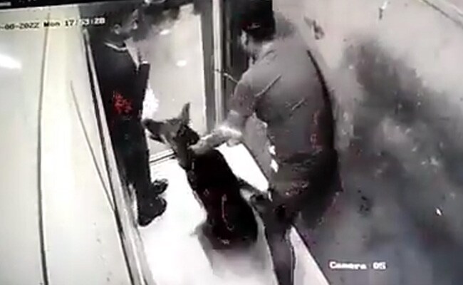 Video: Another Pet Dog Attack In Lift, This Time In Noida Housing Society