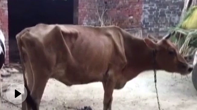 Risk Of Lumpy Disease In Animals, More Than 50 Thousand Animals Died