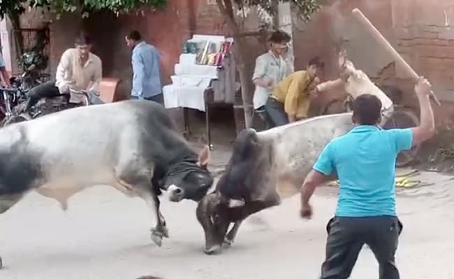 On Camera: Fierce Bull Fight On Busy Uttar Pradesh Street