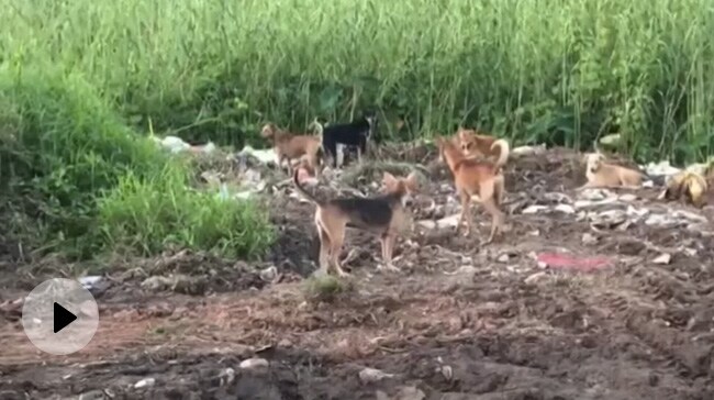 In Kerala, Rising Stray Dog Attacks Become A Worry