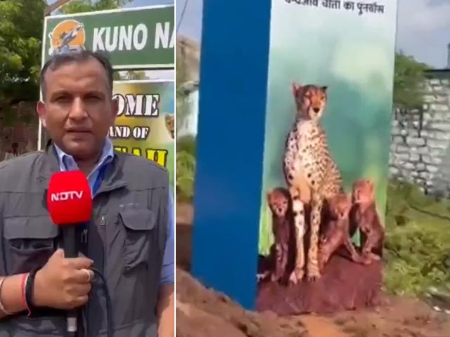 NDTV Ground Report From Kuno National Park - Cheetahs' Home In India