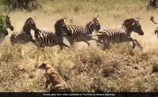 Viral Video: Lioness Gets Caught In Zebra Stampede. Here’s What ...