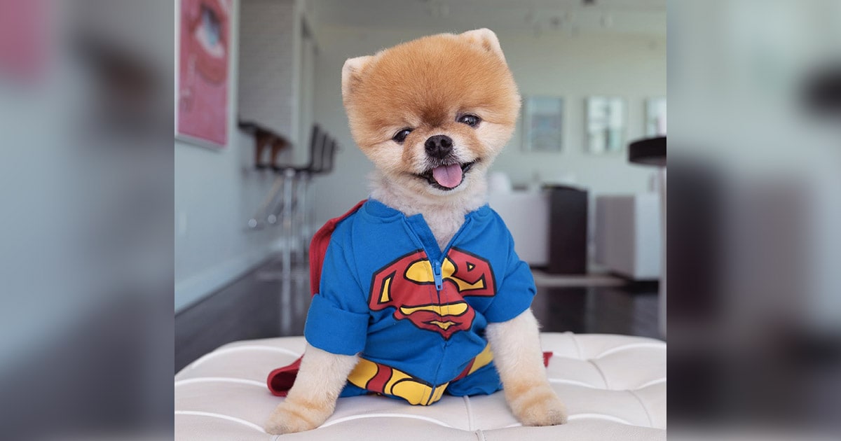 Jiffpom - Instagram's Celebrity Dog