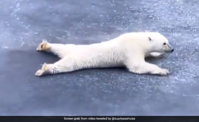 "Life Lesson": Polar Bear Slides On Ice Sheet To Avoid Breaking It