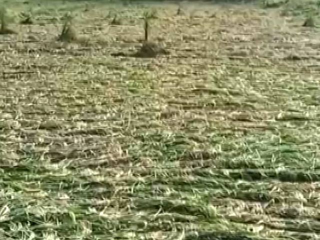 UP Farmers Stare At Crop Damage After Heavy Rain
