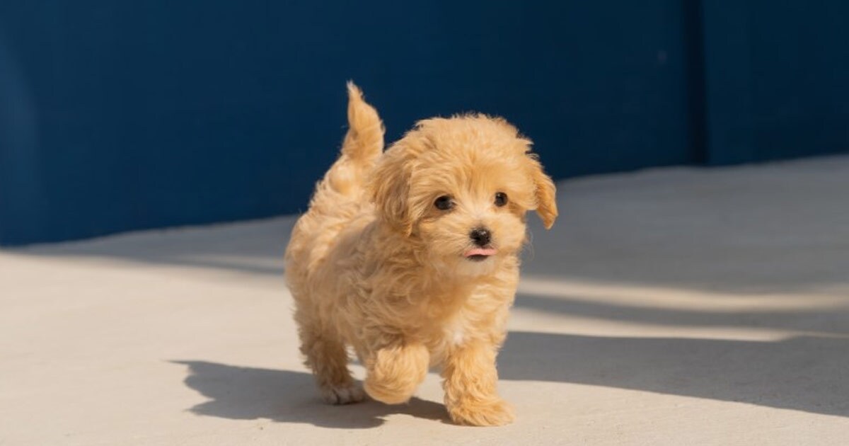 Puppy Gets A Duck Ride