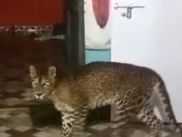 Watch: Leopard Enters Maharashtra House, Roams Around