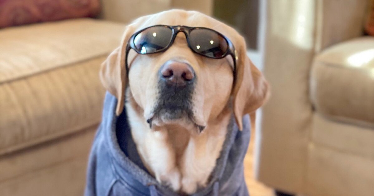 Magnus: The Master And Commander Dog