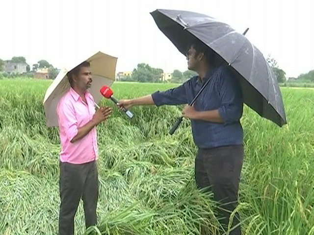 Heavy Rain Damages Crops In Uttar Pradesh