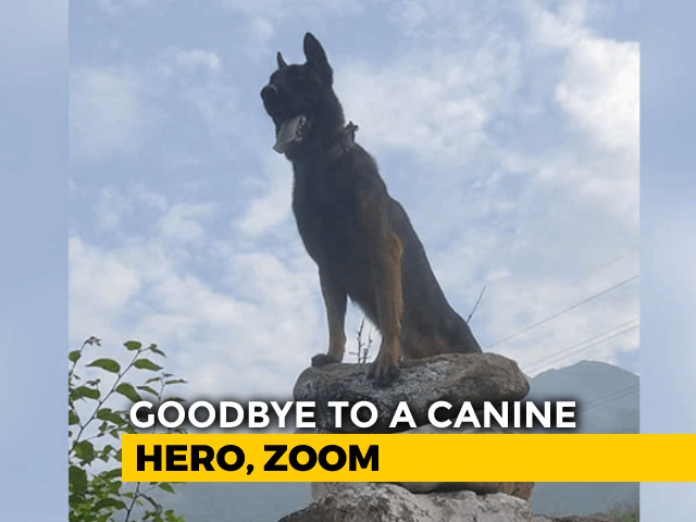 Army Dog 'Zoom' Who Helped Kill 2 Terrorists In Kashmir Dies Of Injuries