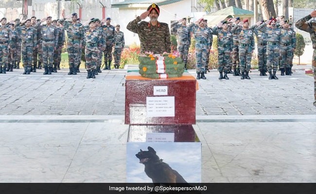 Watch: Army's Tribute To Military Dog 'Zoom', Who Died Fighting Terrorists
