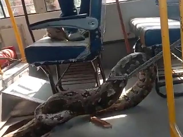 Watch: Massive Python Rescued From School Bus In Uttar Pradesh