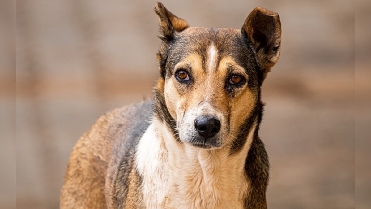 बेहद शर्मनाक! खंडवा के मेडिकल अस्पताल परिसर में नवजात के शव को मुंह में ...
