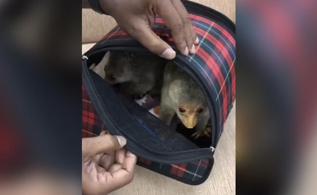 Watch: Chennai Customs Seize 5 Exotic Animals Hidden In Check-In Baggage