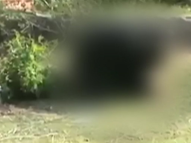 On Camera: Bear Attack In Tamil Nadu Forest Area Leaves 3 Injured