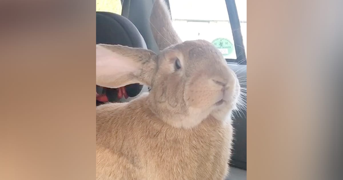 Meet Cocoa, The Giant Rabbit That Loves Cuddles