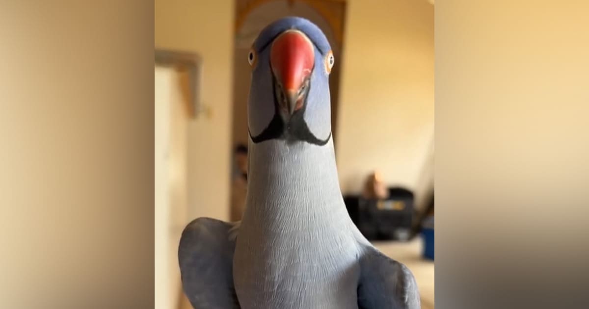 Meet Hamlet, The Talking Parrot