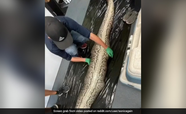 Burmese Python Eats Alligator