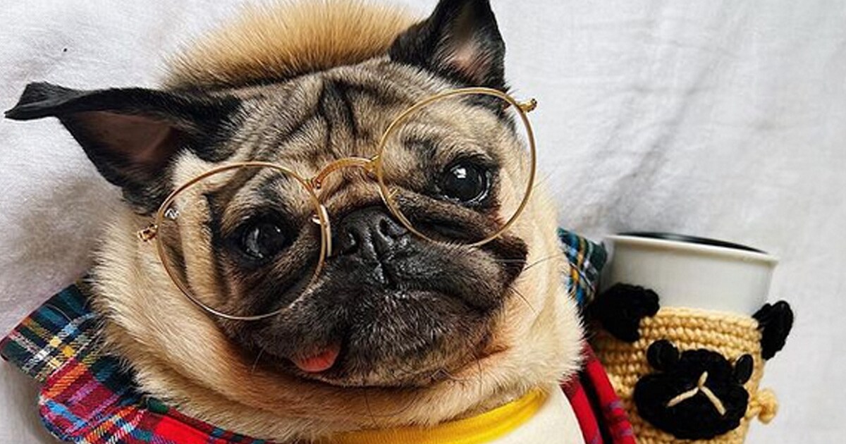 Meet Doug: The Animal Star