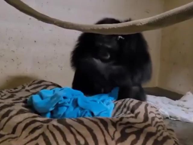 Watch: Emotional Reunion Of Chimpanzee Mother With Her Newborn Baby ...