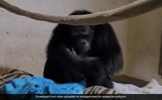 Watch: Emotional Reunion Of Chimpanzee Mother With Her Newborn Baby ...