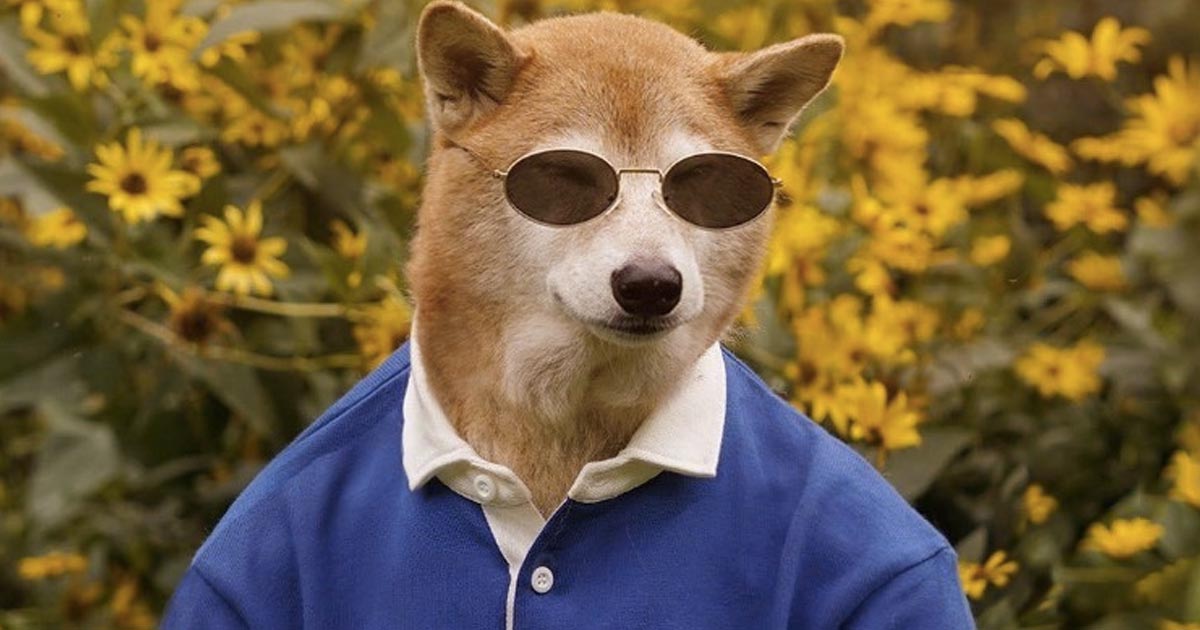 Meet Bodhi: The Most Stylish Dog In The World