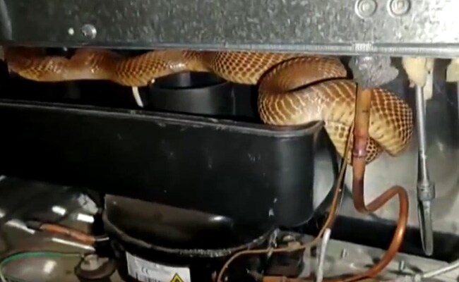Watch Shocking Video When Cobra Snake Found In Fridge Shorts: Cobra ...