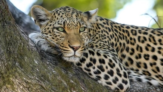 leopard attack in mp